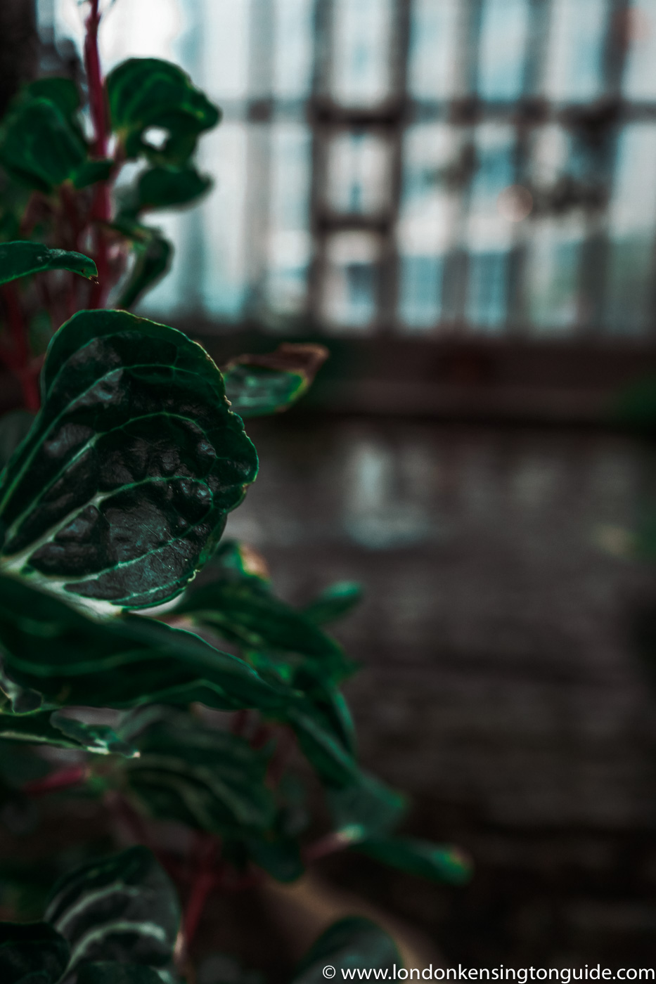 Barbican Conservatory - A Peaceful Oasis In The Heart Of London ...