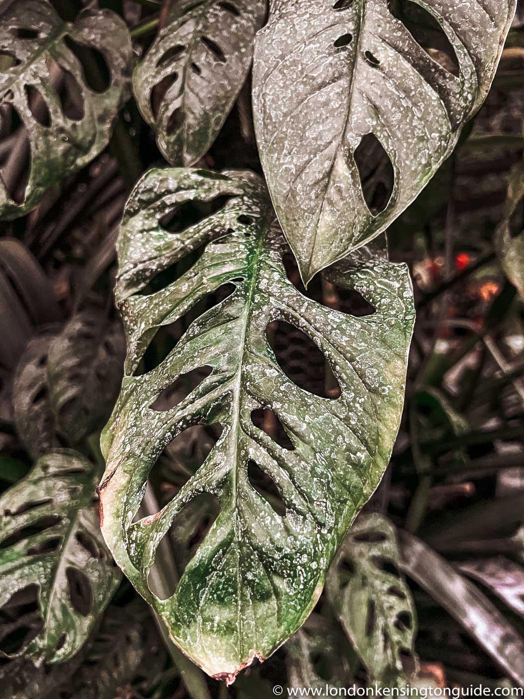 Barbican Conservatory - A Peaceful Oasis In The Heart Of London ...