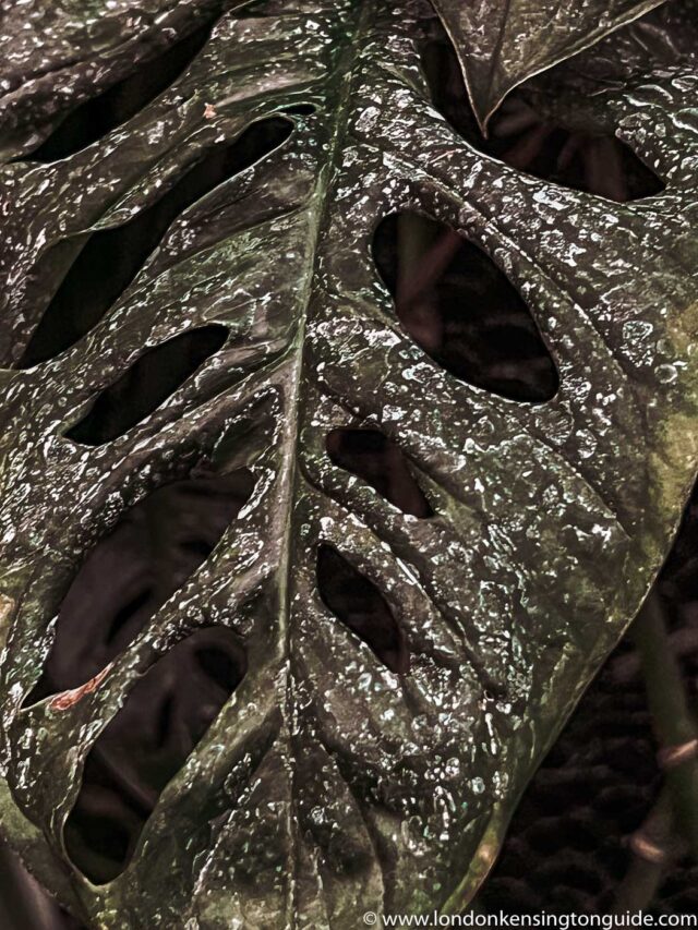 Barbican Conservatory - A Peaceful Oasis In The Heart Of London ...