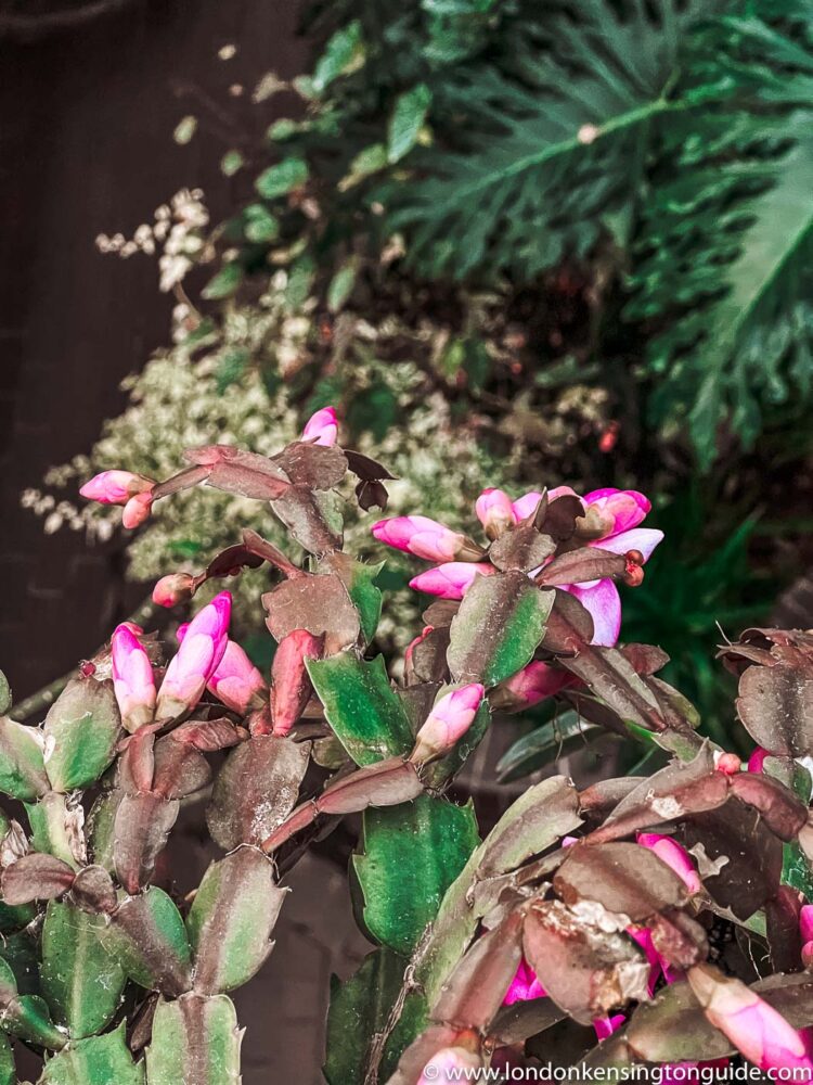 Barbican Conservatory - A Peaceful Oasis In The Heart Of London ...