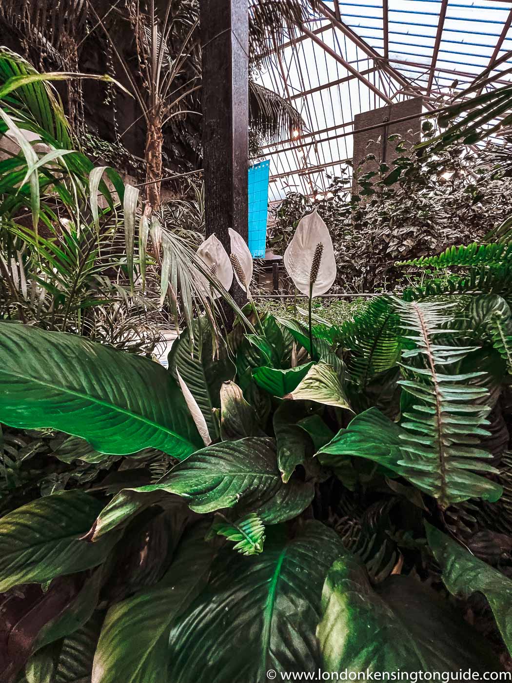Barbican Conservatory - A Peaceful Oasis In The Heart Of London ...
