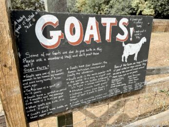 Hackney City Farm: Complete Guide On How To Visit London's City Farm ...