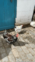 Hackney City Farm: Complete Guide On How To Visit London's City Farm ...