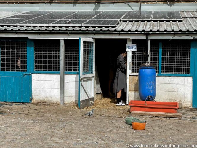 Hackney City Farm: Complete Guide On How To Visit London's City Farm ...