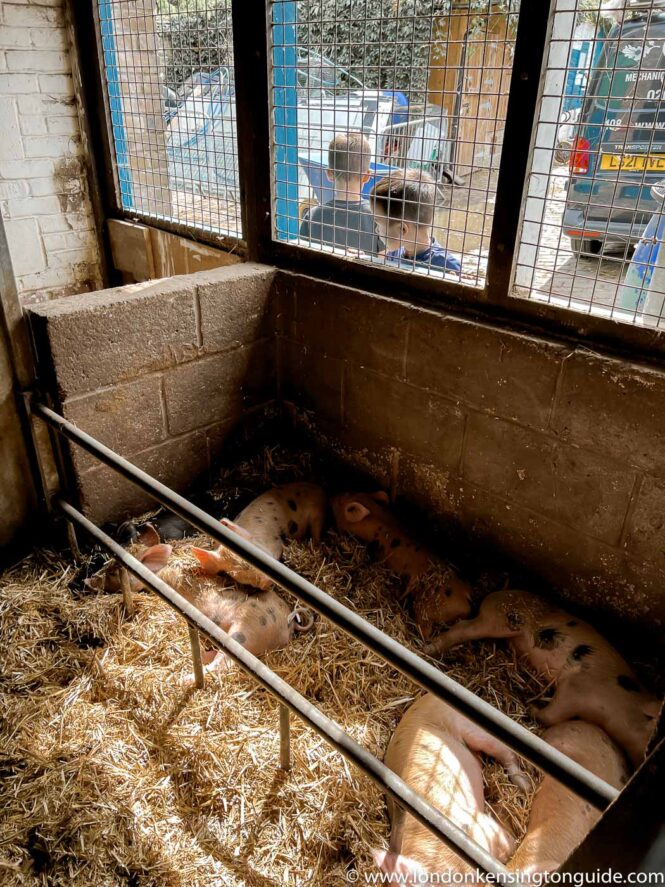 Hackney City Farm: Complete Guide On How To Visit London's City Farm ...