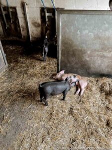 Hackney City Farm: Complete Guide On How To Visit London's City Farm ...