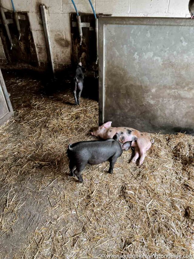 Hackney City Farm: Complete Guide On How To Visit London's City Farm ...
