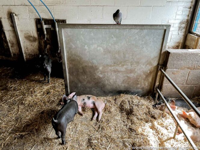 Hackney City Farm: Complete Guide On How To Visit London's City Farm ...